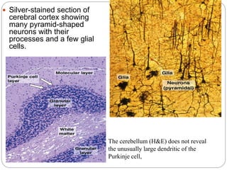 Purkinje Cell Histology