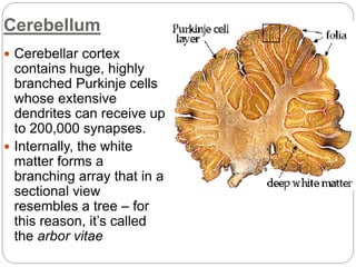 Cerebellum Arbor Vitae Histology