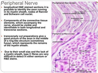 Nerve Longitudinal Section Slide