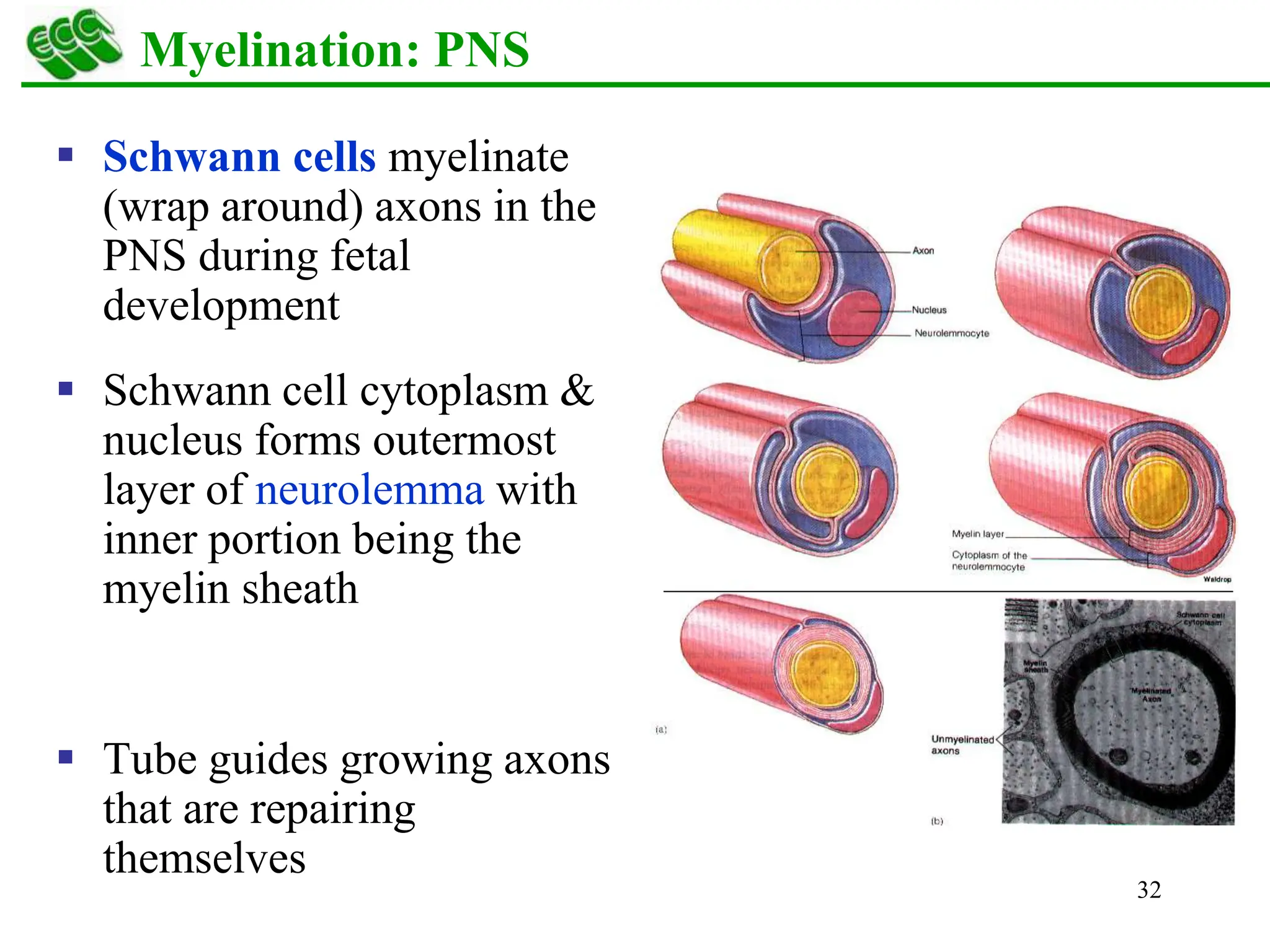 Histology of Nervous System 11st yr.pptx
