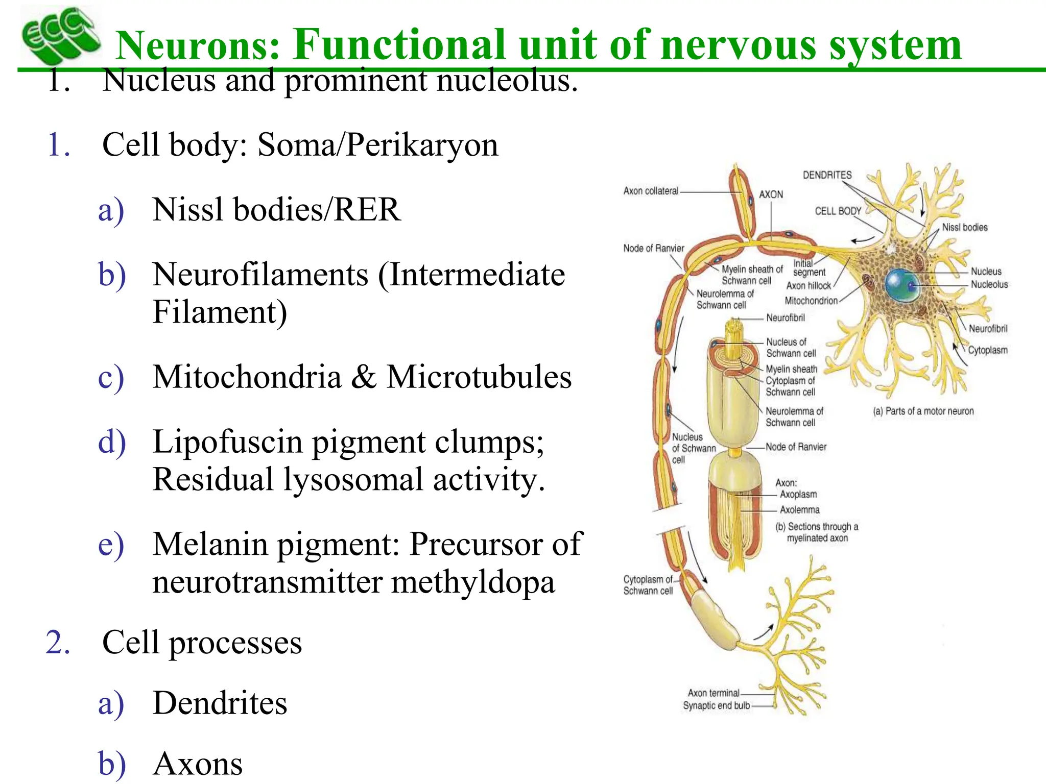 Histology of Nervous System 11st yr.pptx
