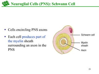 Histology of Nervous System 11st yr.pptx