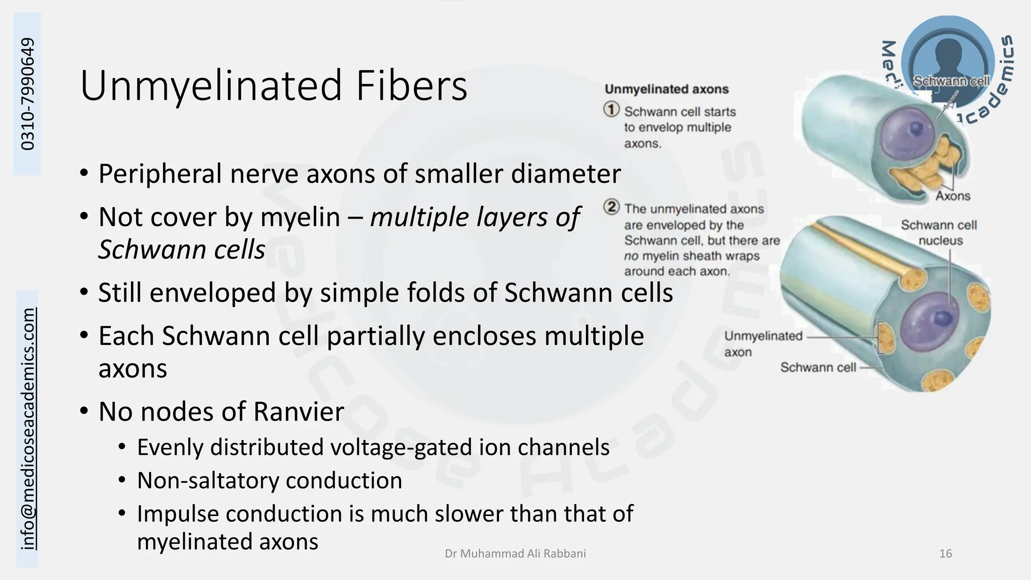 Histology of Nervous System II - Peripheral Nervous System.pdf
