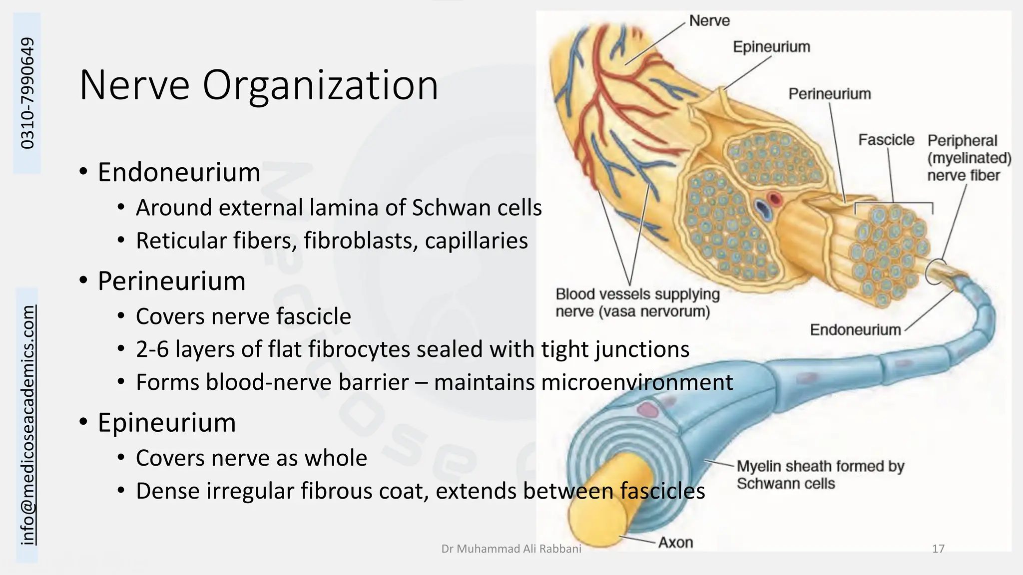 Histology of Nervous System II - Peripheral Nervous System.pdf
