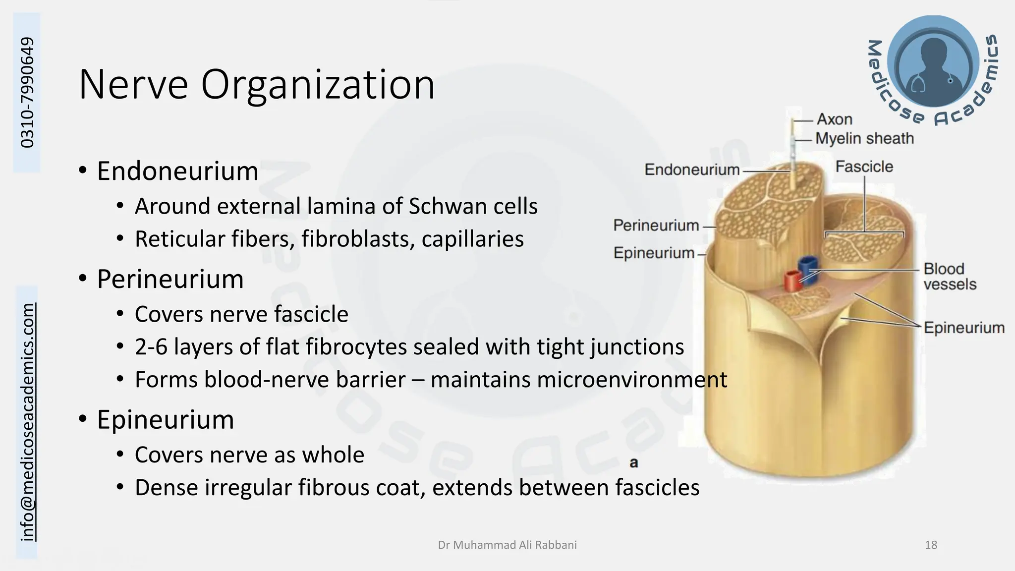 Histology of Nervous System II - Peripheral Nervous System.pdf