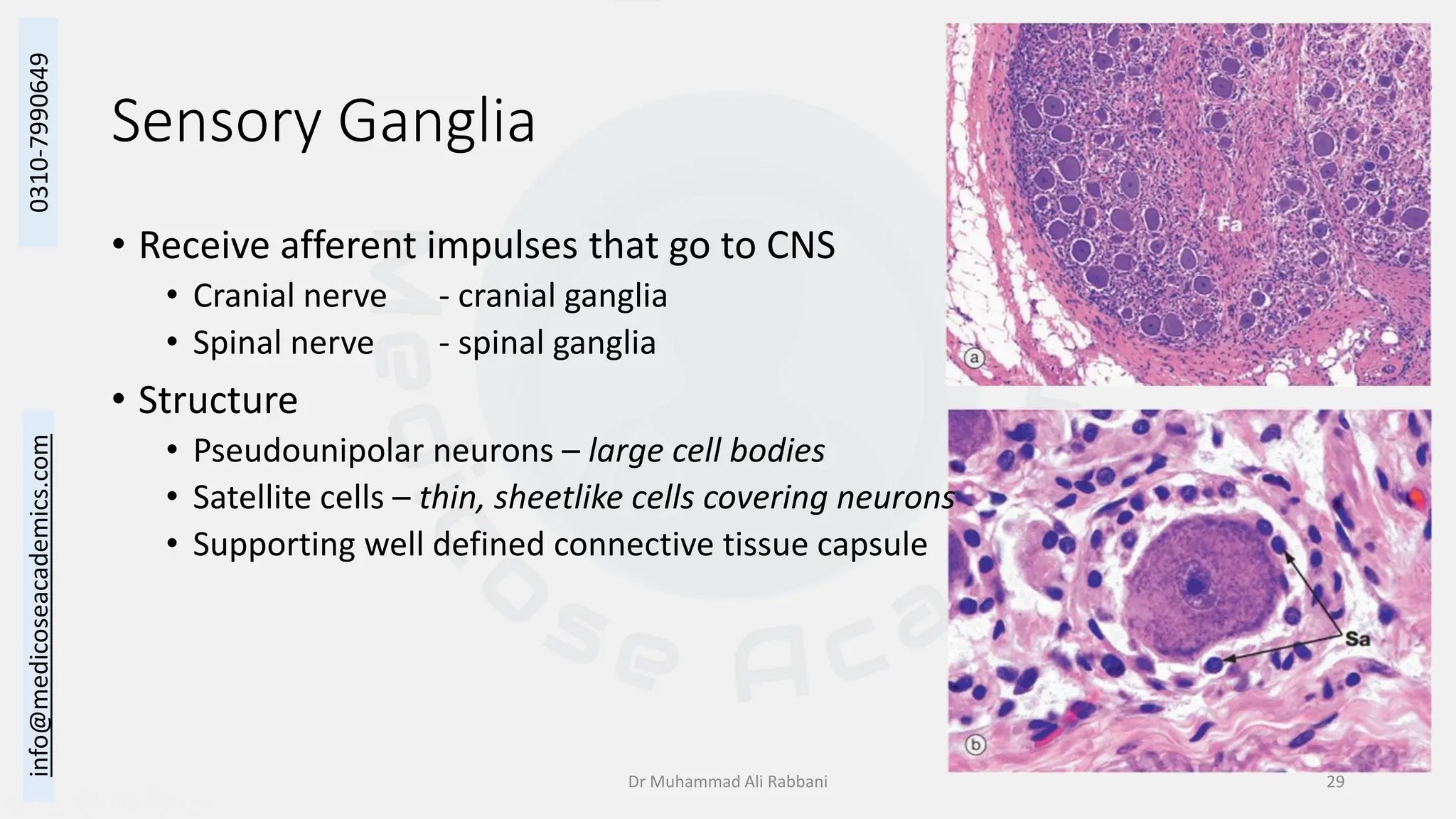 Histology of Nervous System II - Peripheral Nervous System.pdf