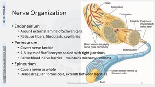 Histology of Nervous System II - Peripheral Nervous System.pdf