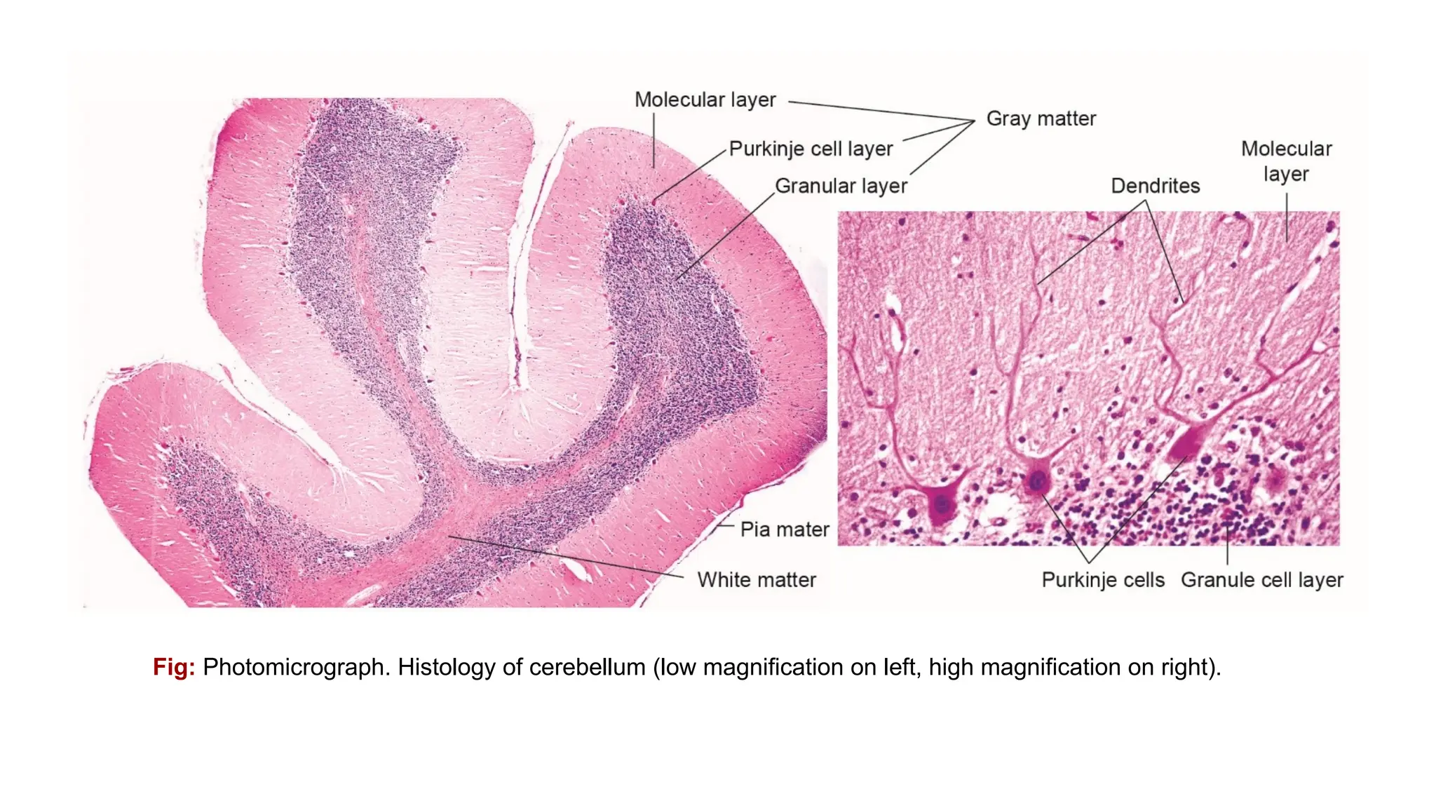 Histology of Nervous System(Spinal cord, cerebellum, cerebrum..pptx
