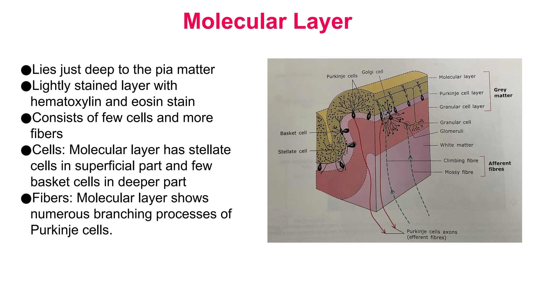 Histology of Nervous System(Spinal cord, cerebellum, cerebrum..pptx