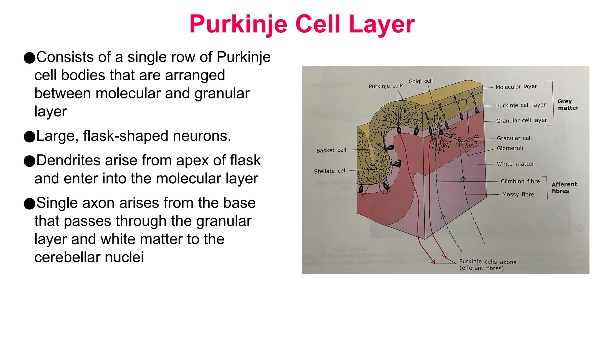 Histology of Nervous System(Spinal cord, cerebellum, cerebrum..pptx