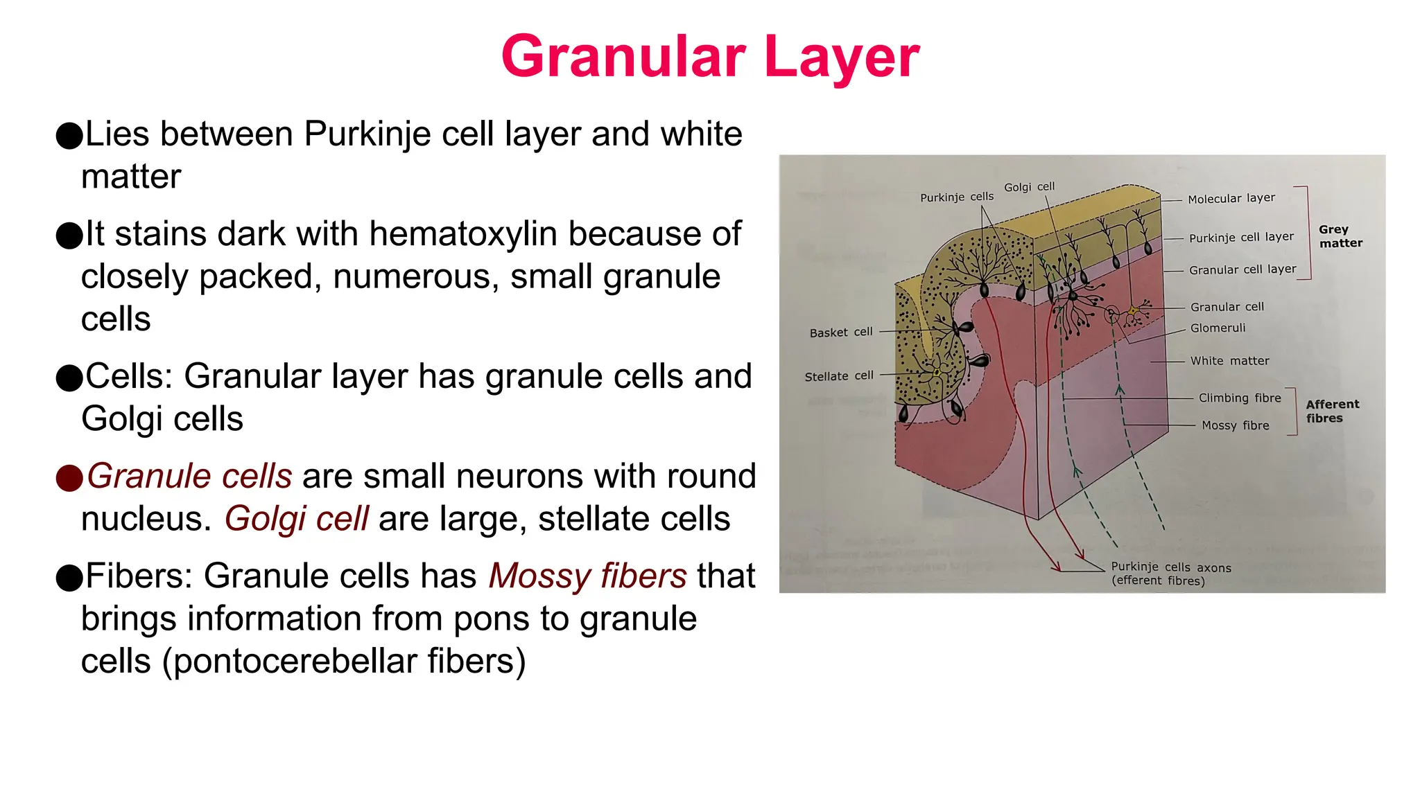 Histology of Nervous System(Spinal cord, cerebellum, cerebrum..pptx