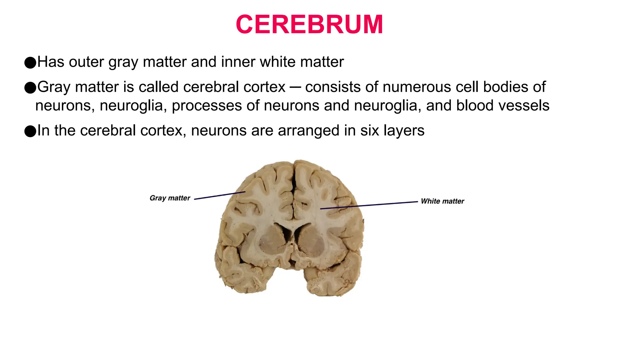 Histology of Nervous System(Spinal cord, cerebellum, cerebrum..pptx