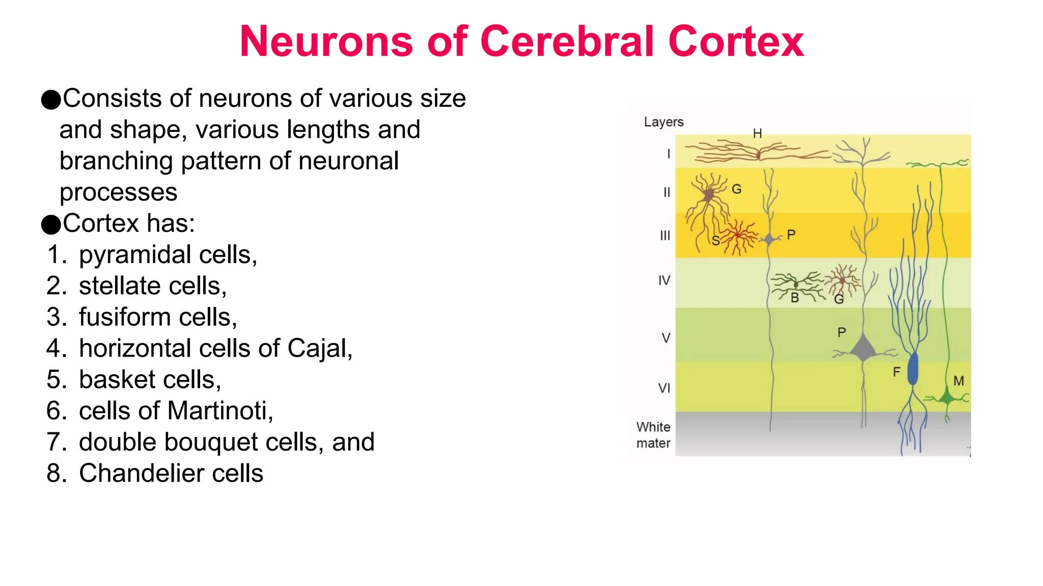 Histology of Nervous System(Spinal cord, cerebellum, cerebrum..pptx