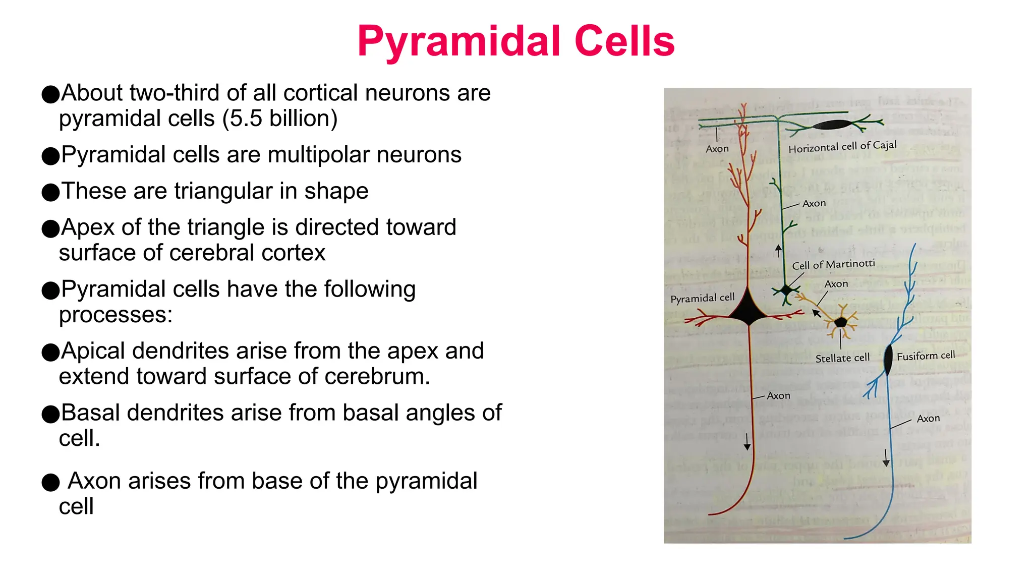 Histology of Nervous System(Spinal cord, cerebellum, cerebrum..pptx