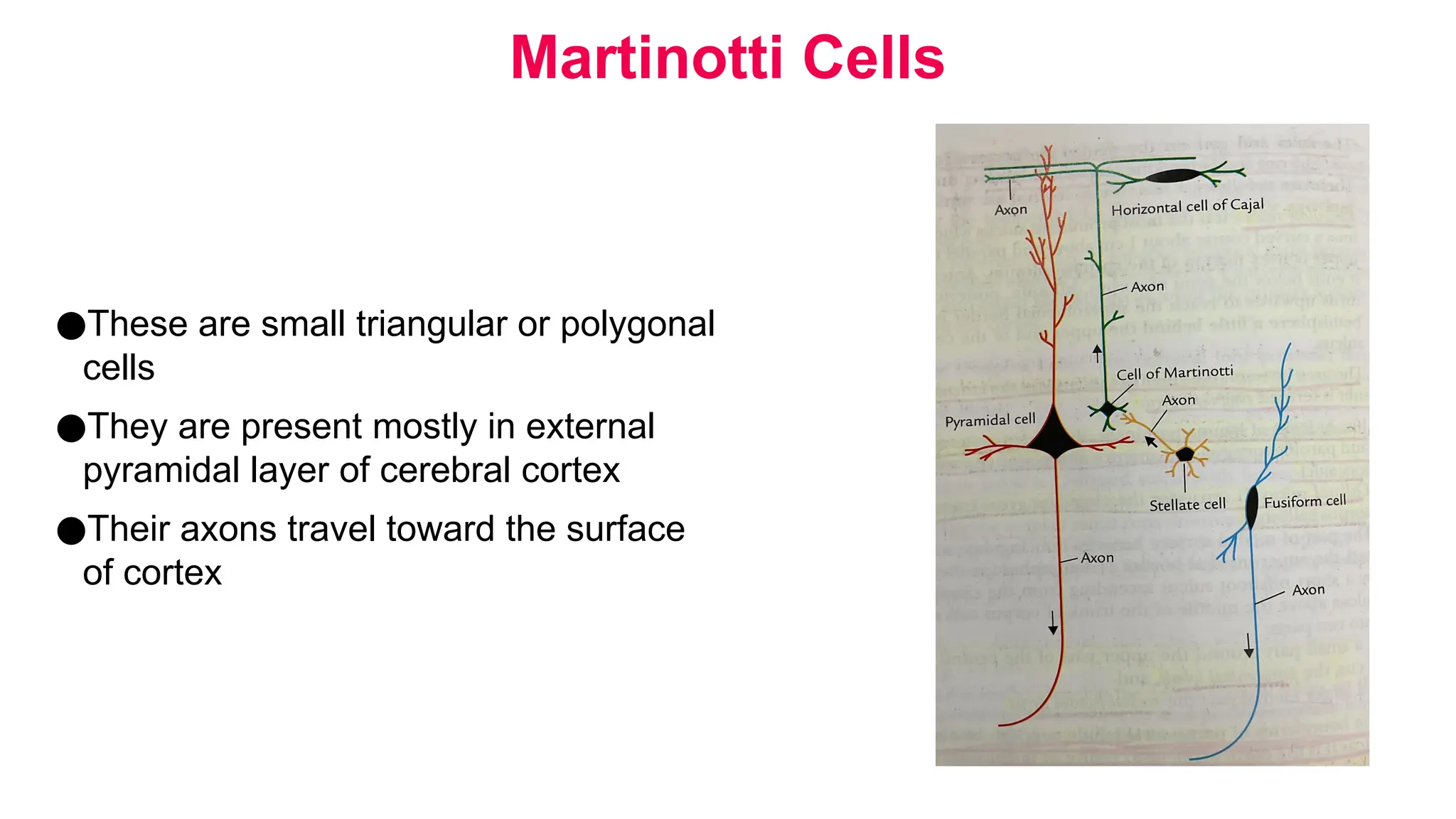 Histology of Nervous System(Spinal cord, cerebellum, cerebrum..pptx