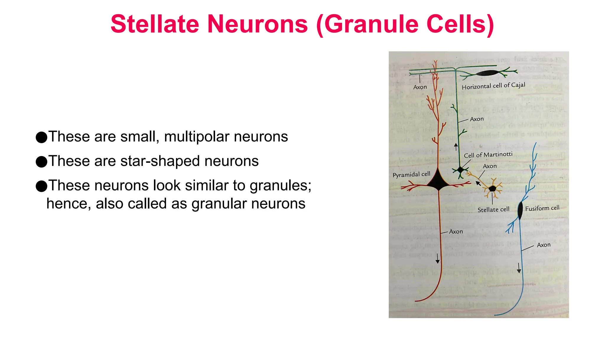 Histology of Nervous System(Spinal cord, cerebellum, cerebrum..pptx