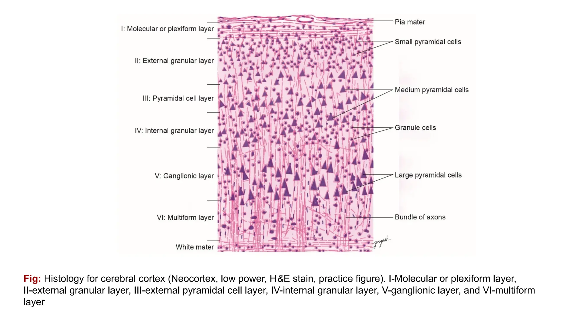 Histology of Nervous System(Spinal cord, cerebellum, cerebrum..pptx