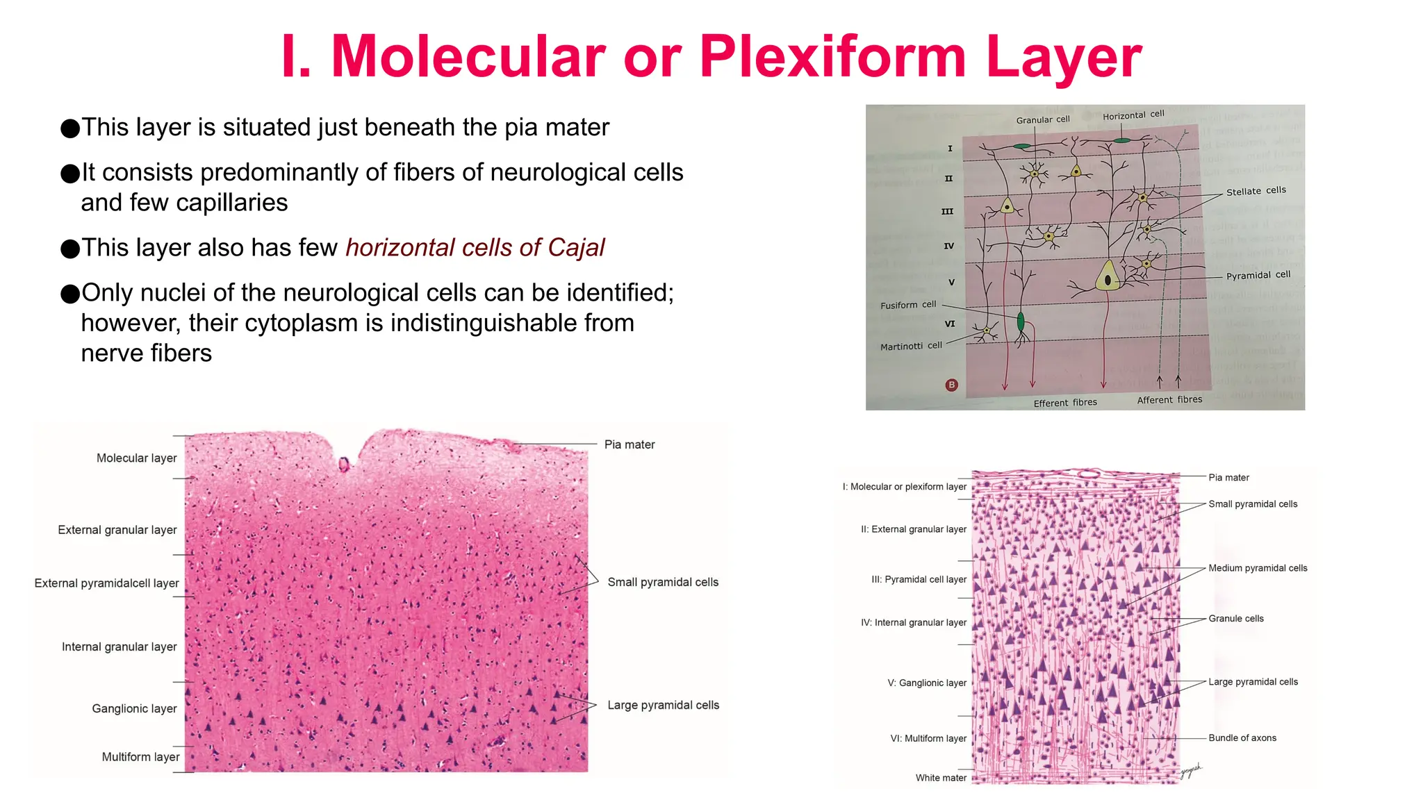 Histology of Nervous System(Spinal cord, cerebellum, cerebrum..pptx