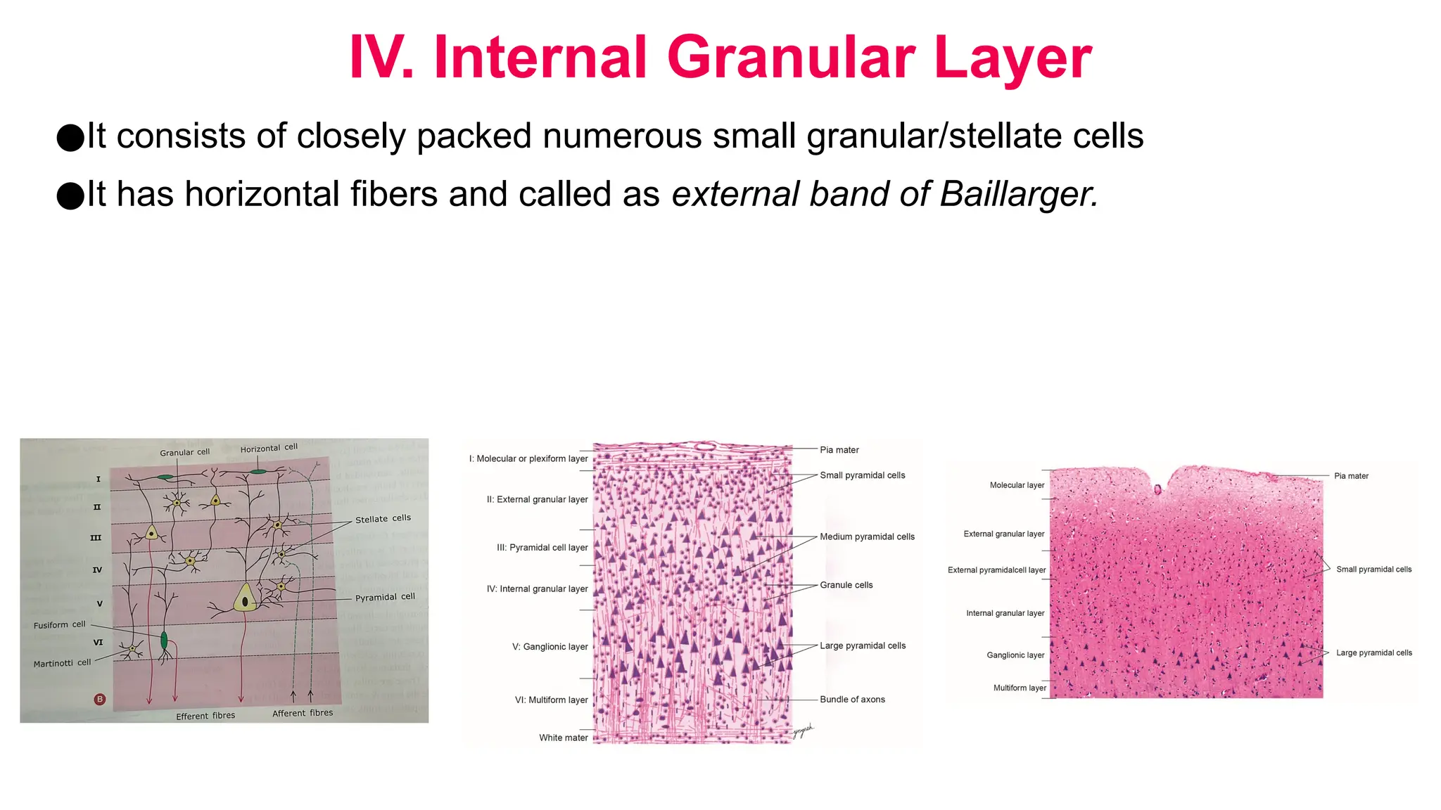 Histology of Nervous System(Spinal cord, cerebellum, cerebrum..pptx