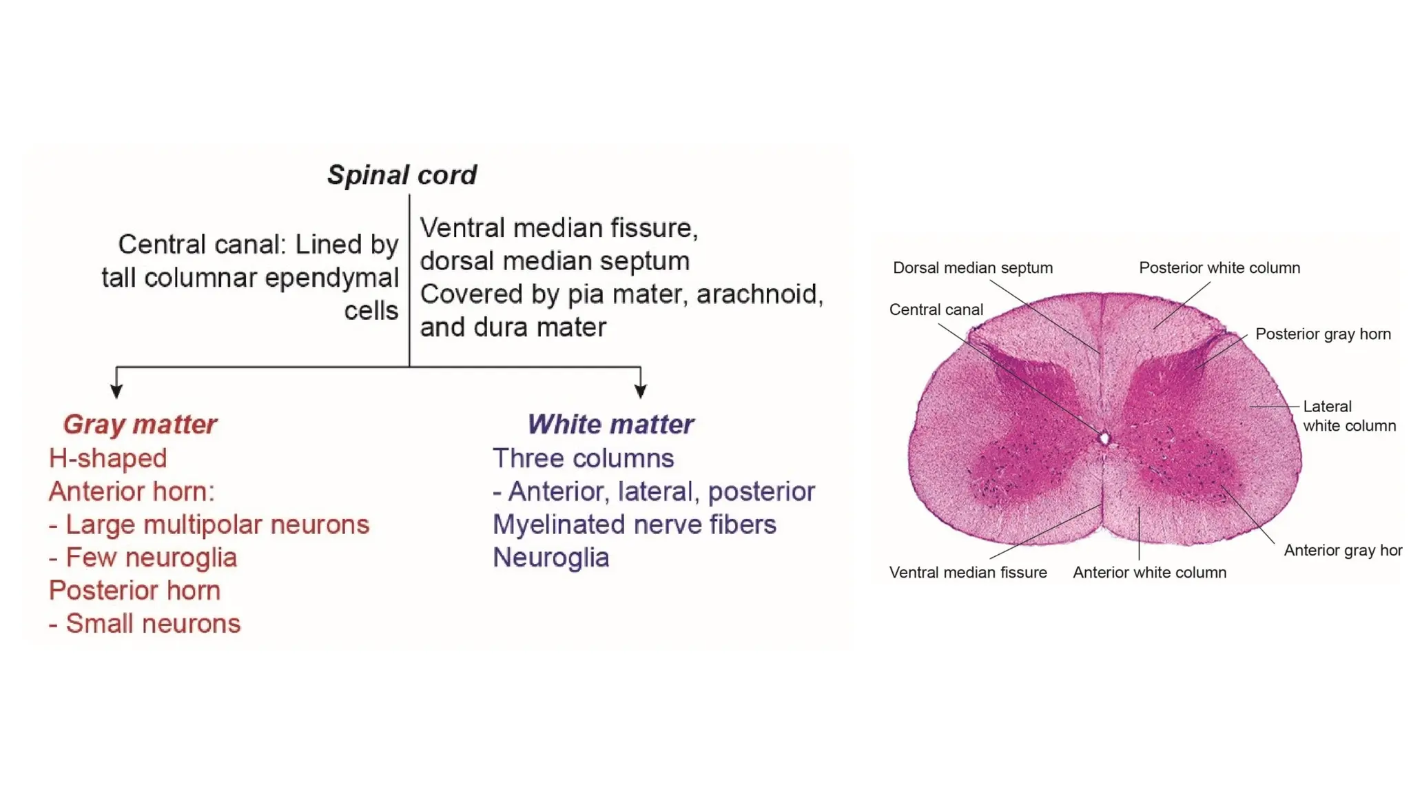 Histology of Nervous System(Spinal cord, cerebellum, cerebrum..pptx