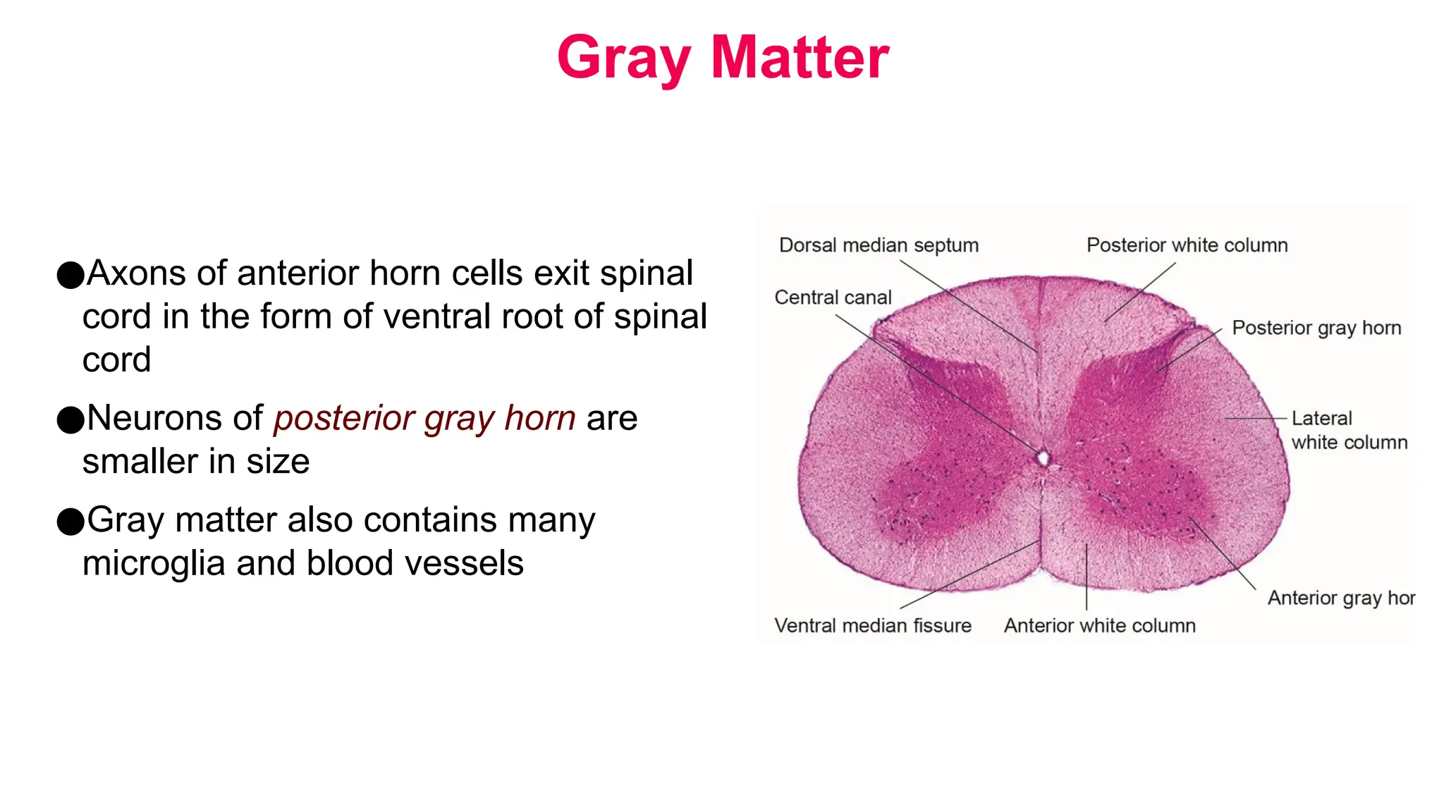 Histology of Nervous System(Spinal cord, cerebellum, cerebrum..pptx