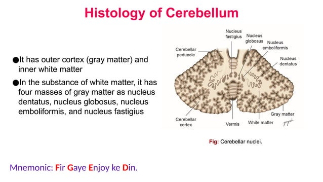 Histology of Nervous System(Spinal cord, cerebellum, cerebrum..pptx