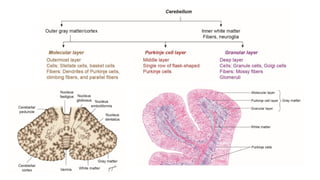 Histology of Nervous System(Spinal cord, cerebellum, cerebrum..pptx