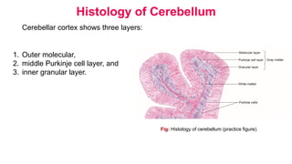 Histology of Nervous System(Spinal cord, cerebellum, cerebrum..pptx