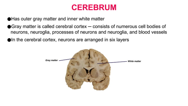 Histology of Nervous System(Spinal cord, cerebellum, cerebrum..pptx