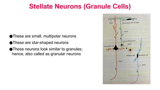 Histology of Nervous System(Spinal cord, cerebellum, cerebrum..pptx