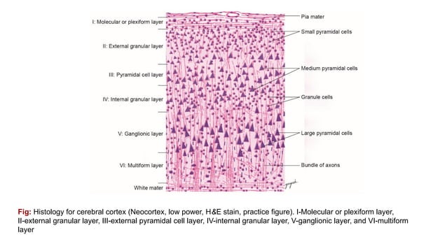 Histology of Nervous System(Spinal cord, cerebellum, cerebrum..pptx