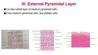 Histology of Nervous System(Spinal cord, cerebellum, cerebrum..pptx