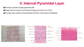 Histology of Nervous System(Spinal cord, cerebellum, cerebrum..pptx