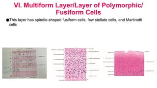 Histology of Nervous System(Spinal cord, cerebellum, cerebrum..pptx