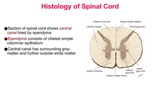 Histology of Nervous System(Spinal cord, cerebellum, cerebrum..pptx
