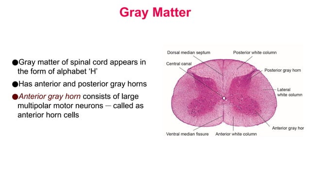 Histology of Nervous System(Spinal cord, cerebellum, cerebrum..pptx