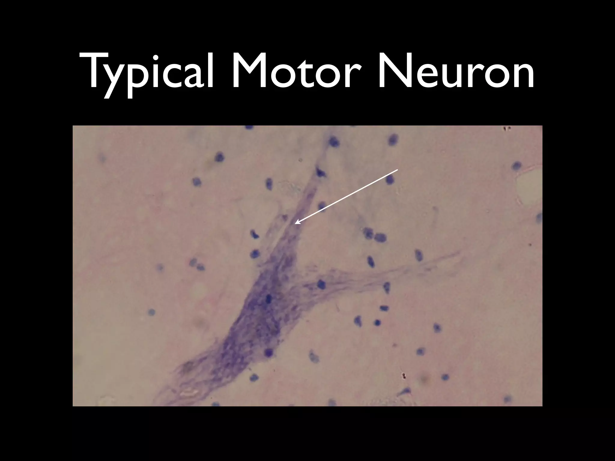 Histology of nervous tissue | KEY