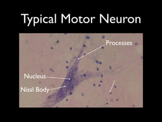 Histology of nervous tissue | KEY