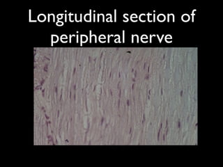 Histology of nervous tissue | KEY