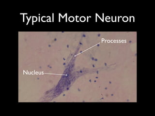 Histology of nervous tissue | KEY