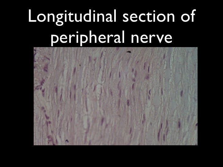Peripheral Nerve Longitudinal Histology