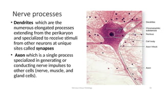 Histology of Nervous tissues presentation.pptx