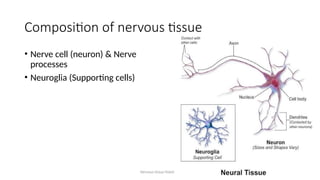 Histology of Nervous tissues presentation.pptx