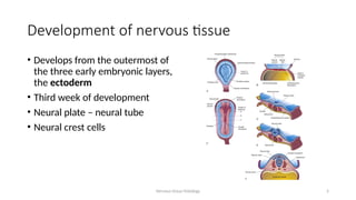 Histology of Nervous tissues presentation.pptx