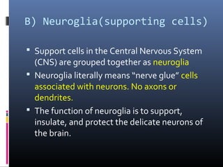 Histology of nervous tissue1 | PPT