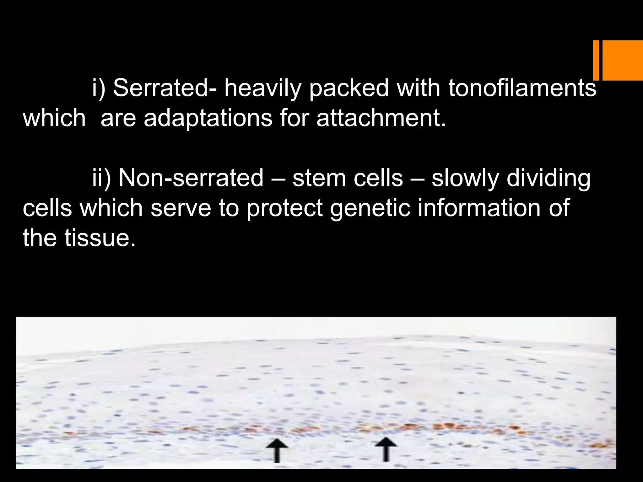 Histology of oral mucous membrane and gingiva | PPTX