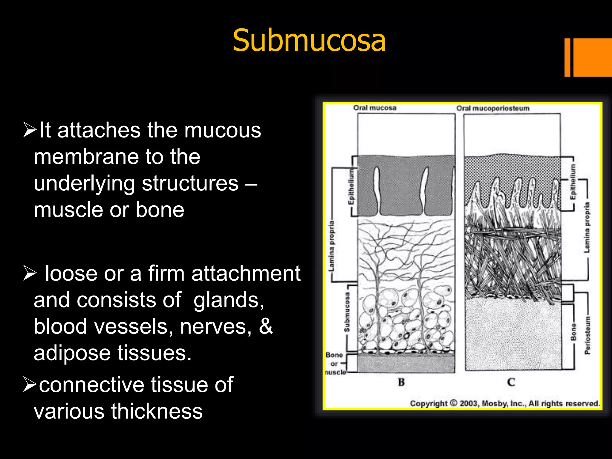 Histology of oral mucous membrane and gingiva | PPTX