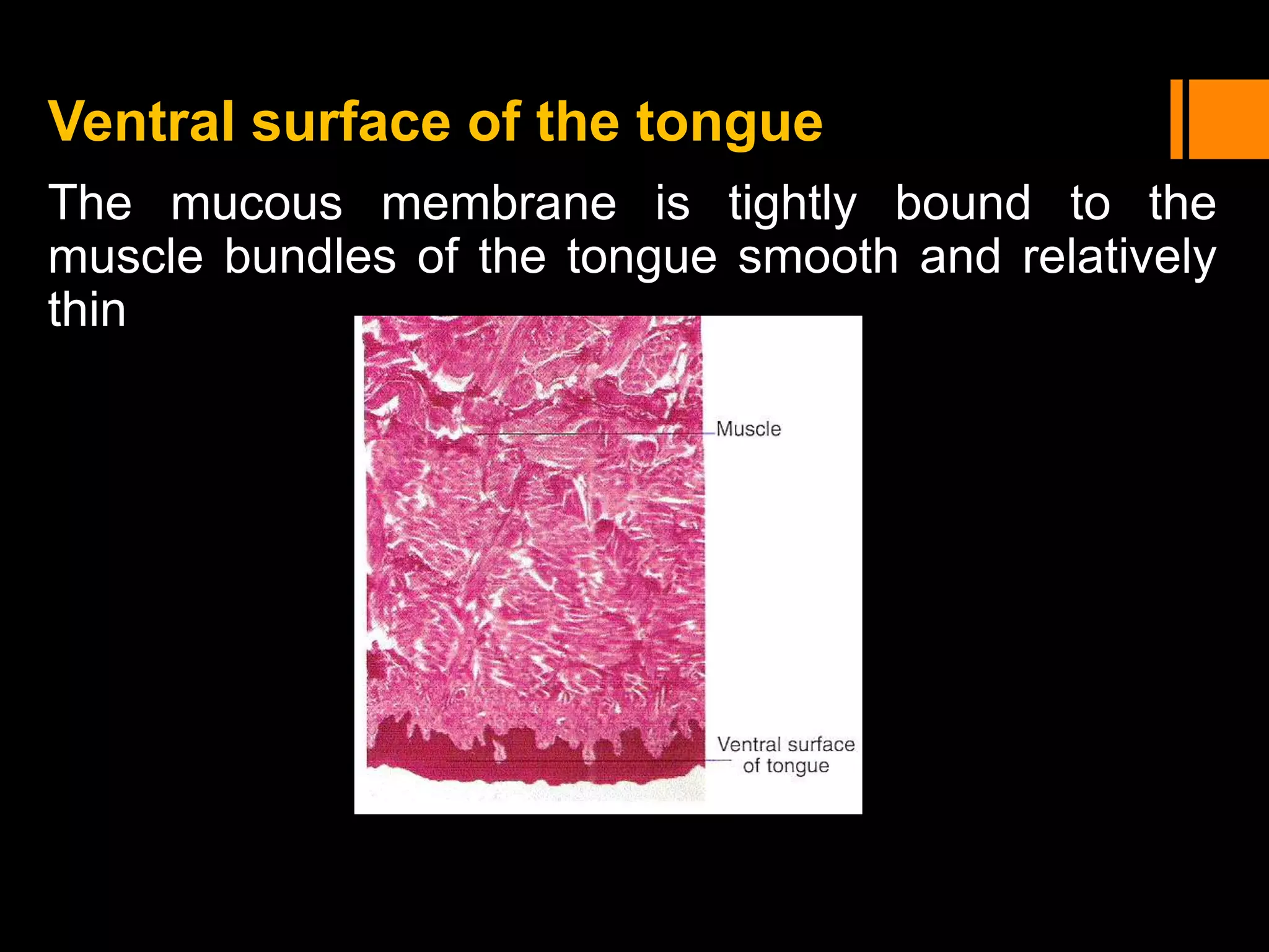 Histology of oral mucous membrane and gingiva | PPTX