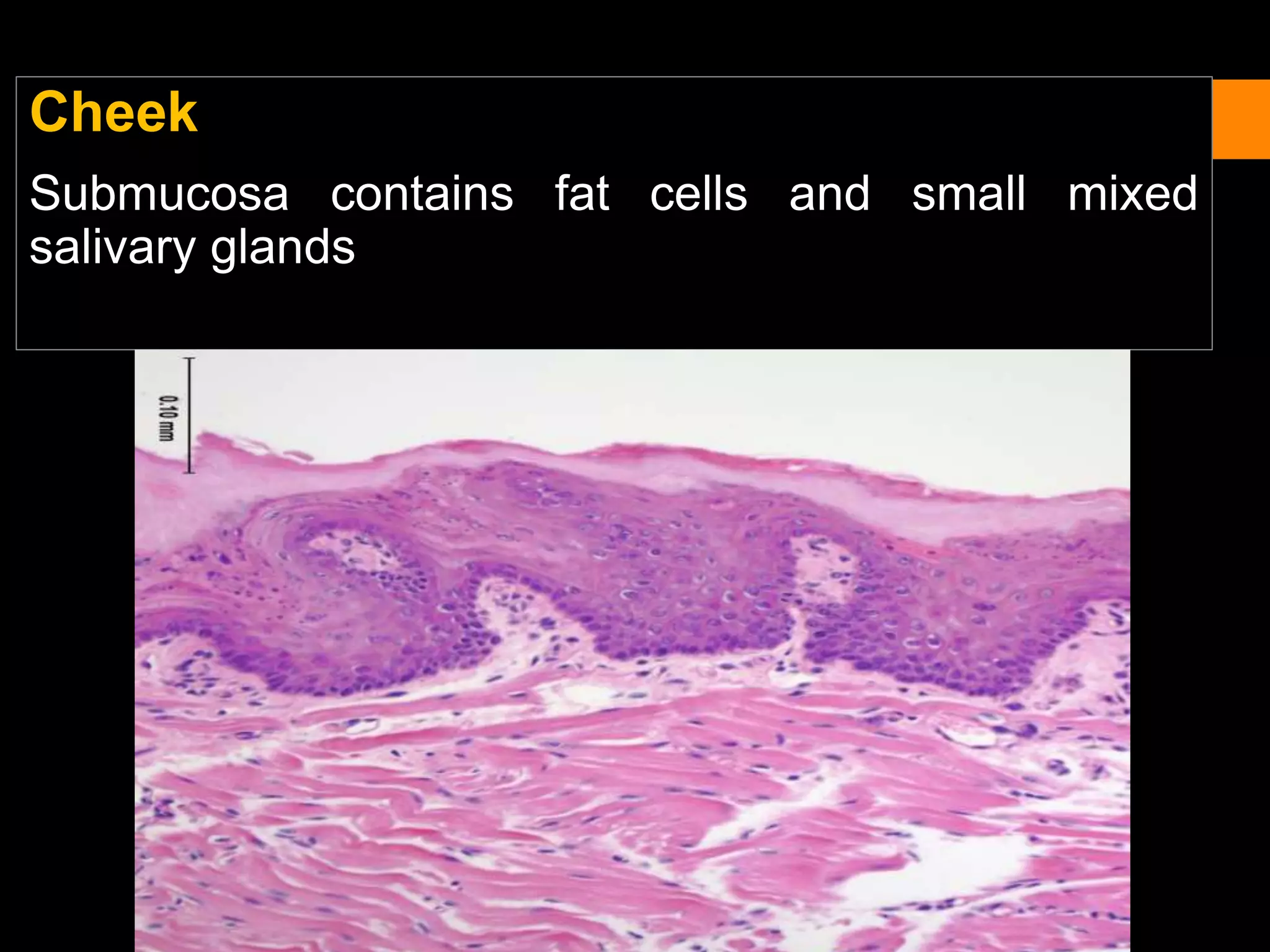 Histology of oral mucous membrane and gingiva | PPTX