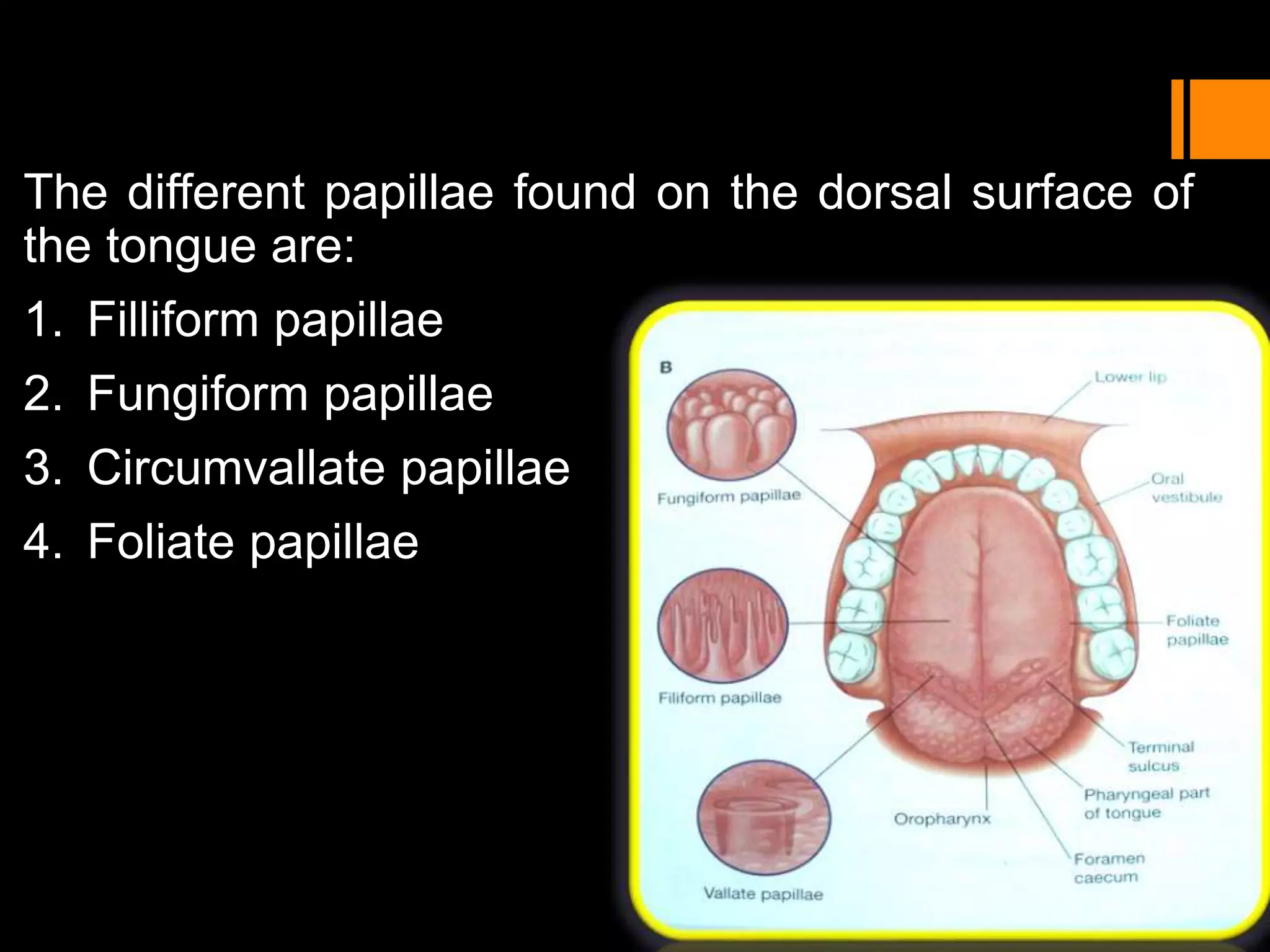 Histology of oral mucous membrane and gingiva | PPTX